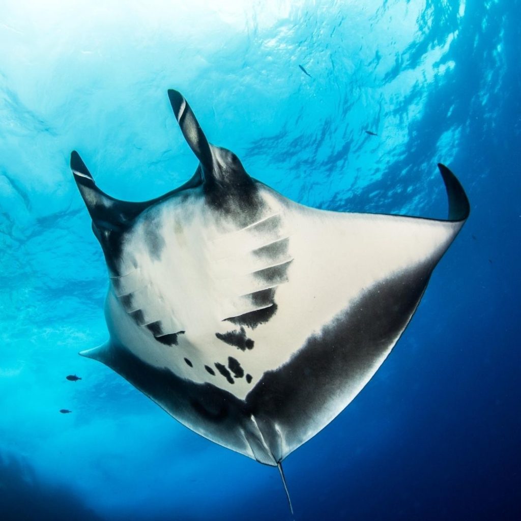 Connect with marine animals | Sustainable Coastlines