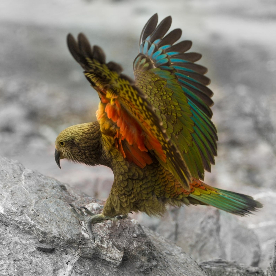 Connect with native birds | Sustainable Coastlines